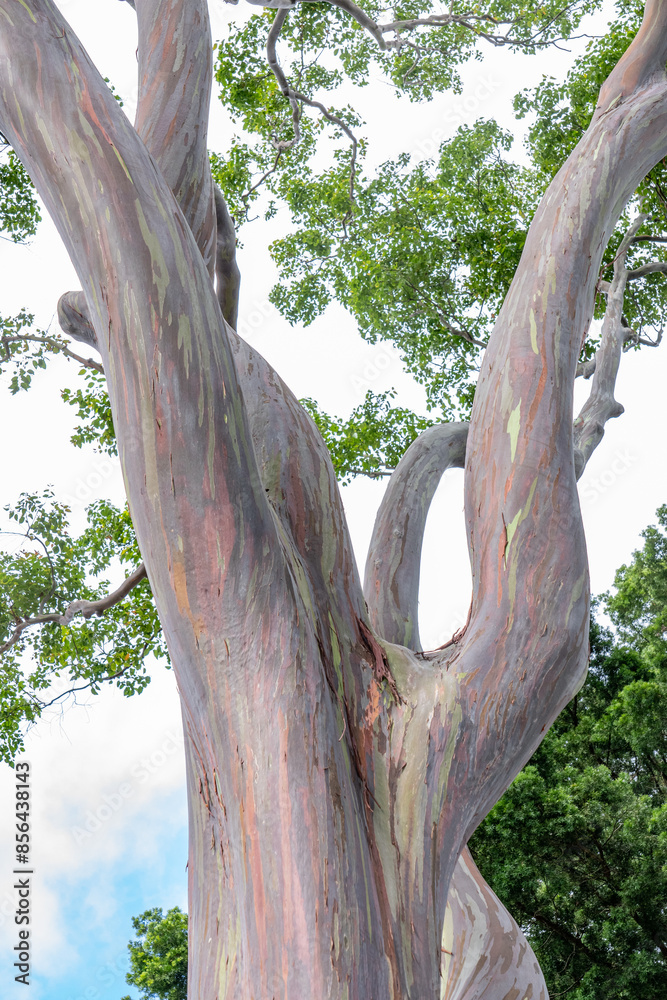 Eucalyptus deglupta is a species of tall tree, the rainbow eucalyptus ...