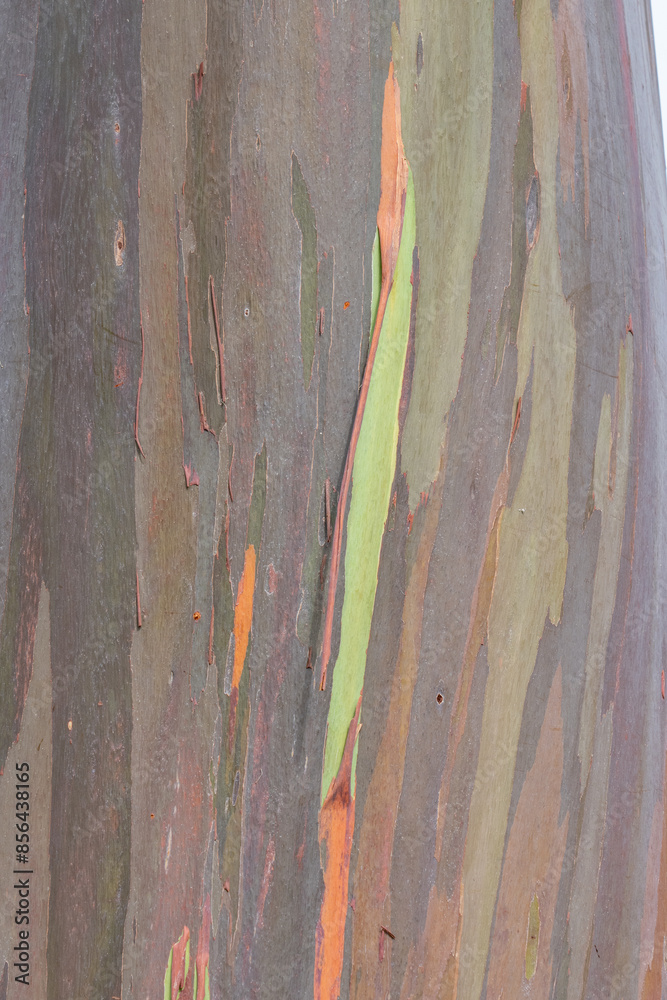 Eucalyptus deglupta is a species of tall tree, the rainbow eucalyptus ...