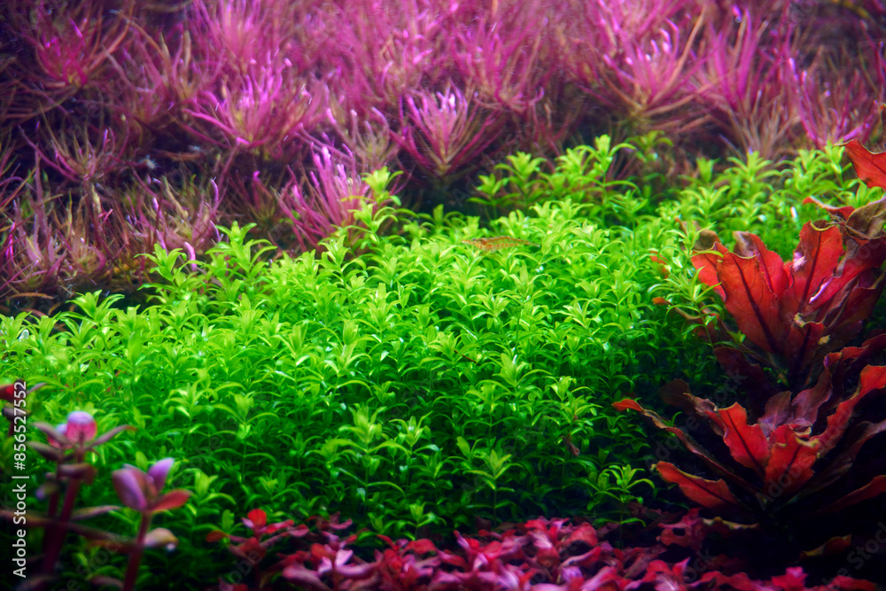 Pearl weed the easy care bright green aquatic plants for Nature or ...