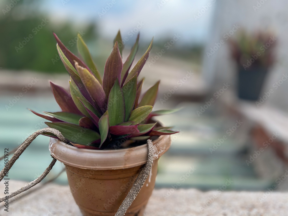 Tradescantia spathacea, also called the oyster plant, boatlily or ...