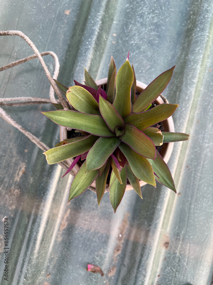 Tradescantia spathacea, also called the oyster plant, boatlily or ...