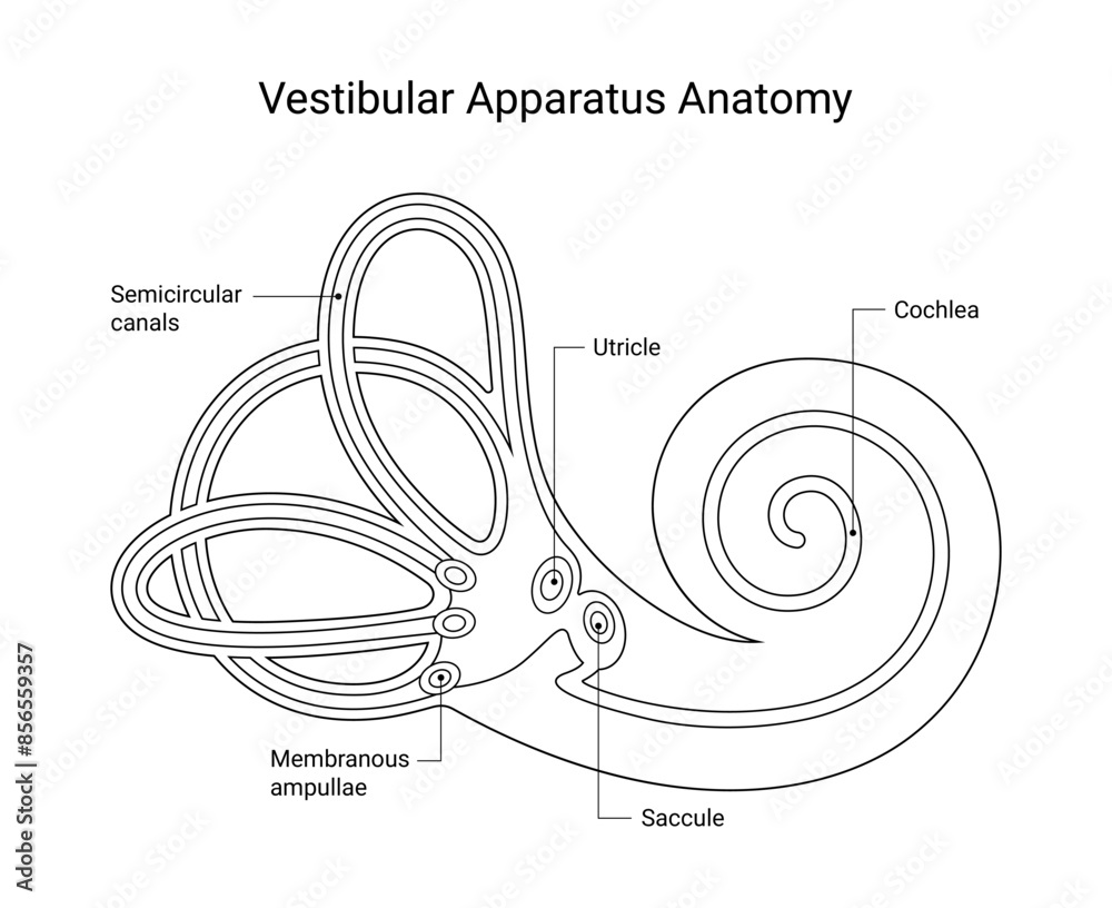 Anatomical diagram of vestibular apparatus in sketch style Stock Vector ...