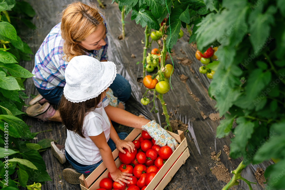Rural family pick organically tomatoes in garden. Little girl helping ...