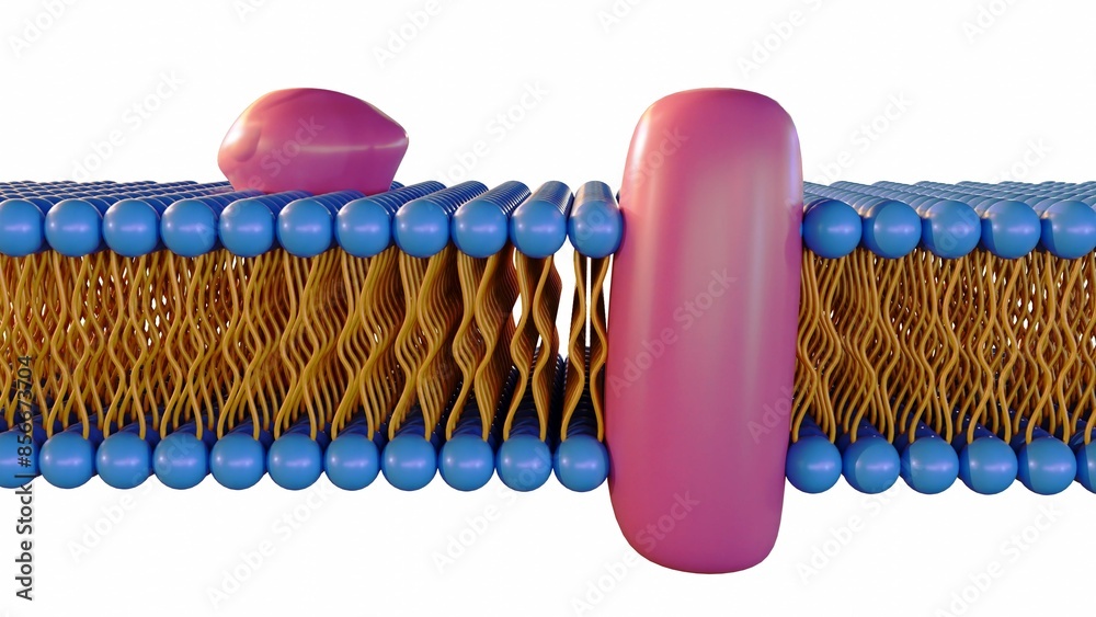3d rendering of lipid monolayer is a type of cell membrane in which the ...