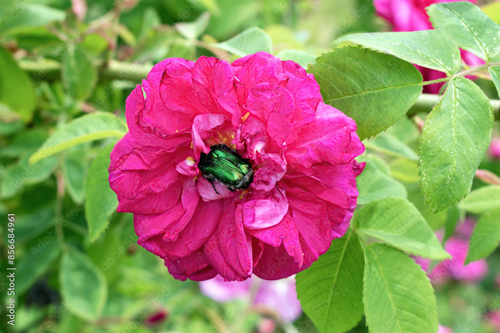 Cetonia aurata, called the rose chafer or the green rose chafer. golden ...