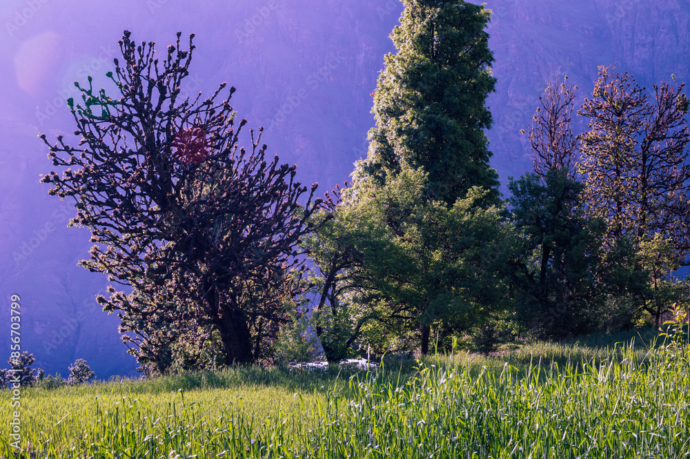 Lavender field at sunset. Dodra and Kwar are two beautiful scenic ...