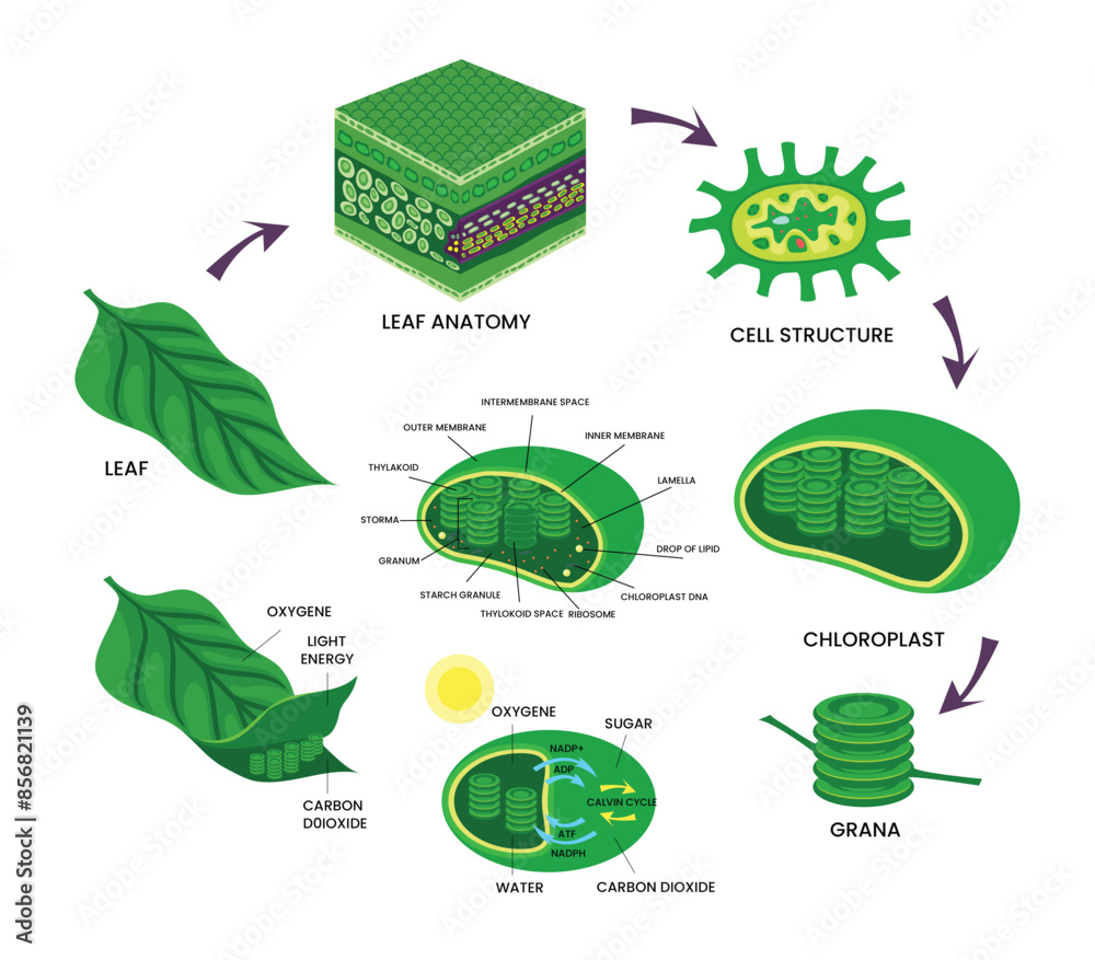 Chloroplast photosynthesis infographic elements poster design ...