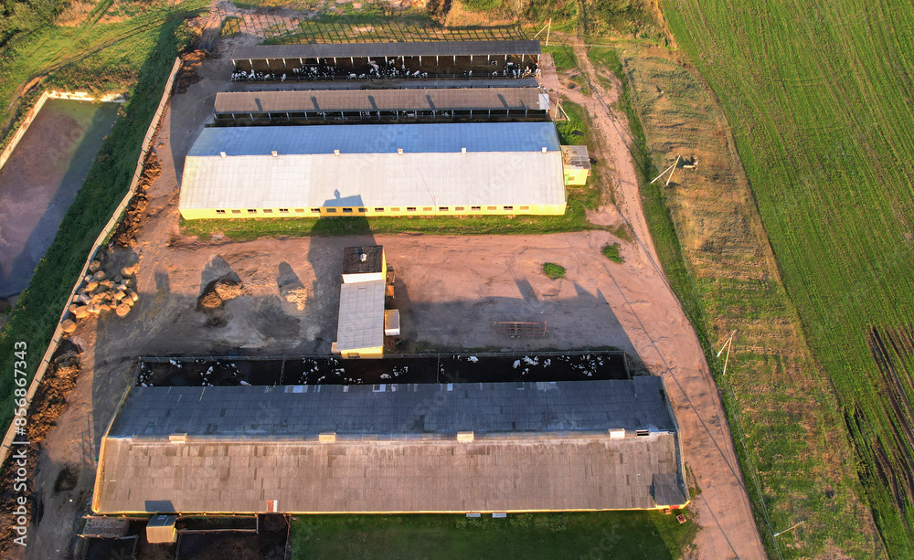 Cows in Cowshed on farm, aerial view. Farm building at field ...
