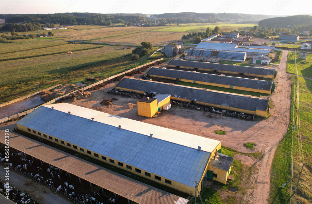 Cows in Cowshed on farm, aerial view. Farm building at field ...