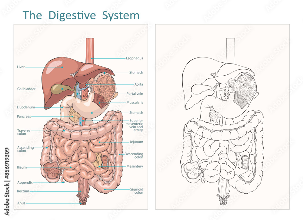Internal human digestive system outline and flat vector illustration ...