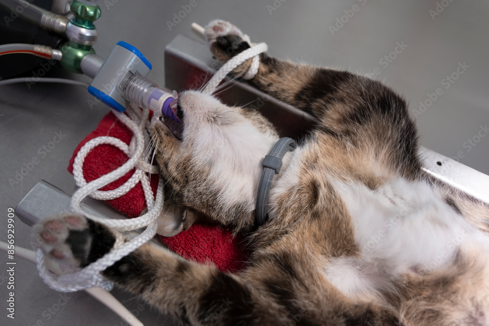 An intubated dog is connected to vital signs monitors. Anesthetized dog ...