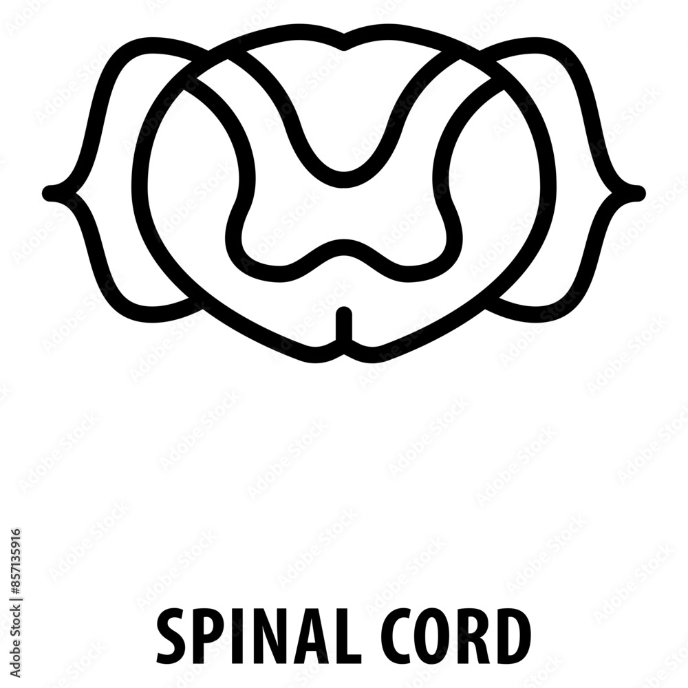 spinal cord Icon simple and easy to edit for your design elements Stock ...