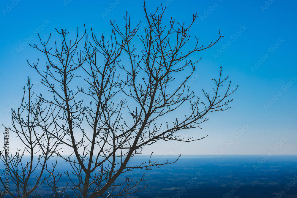 vista particolare di una sagoma di un piccolo albero spoglio in ...