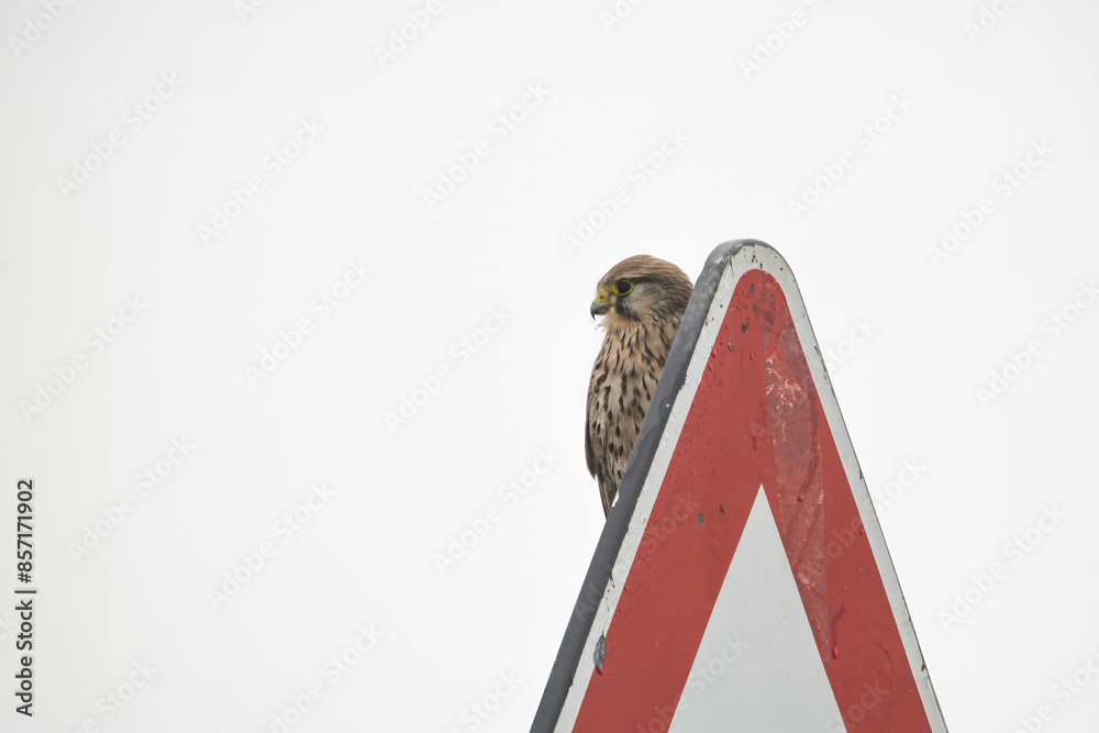 Kestrel perched on road sign, a natural observer in the urban setting ...
