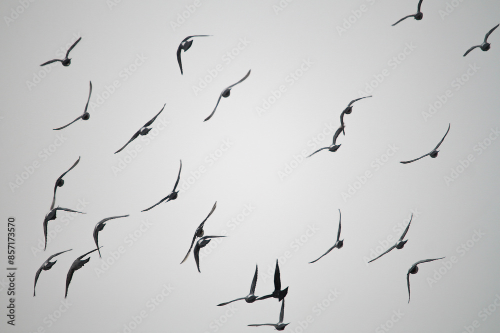 Flight patterns of pigeons captured against a pale sky, a dance of ...