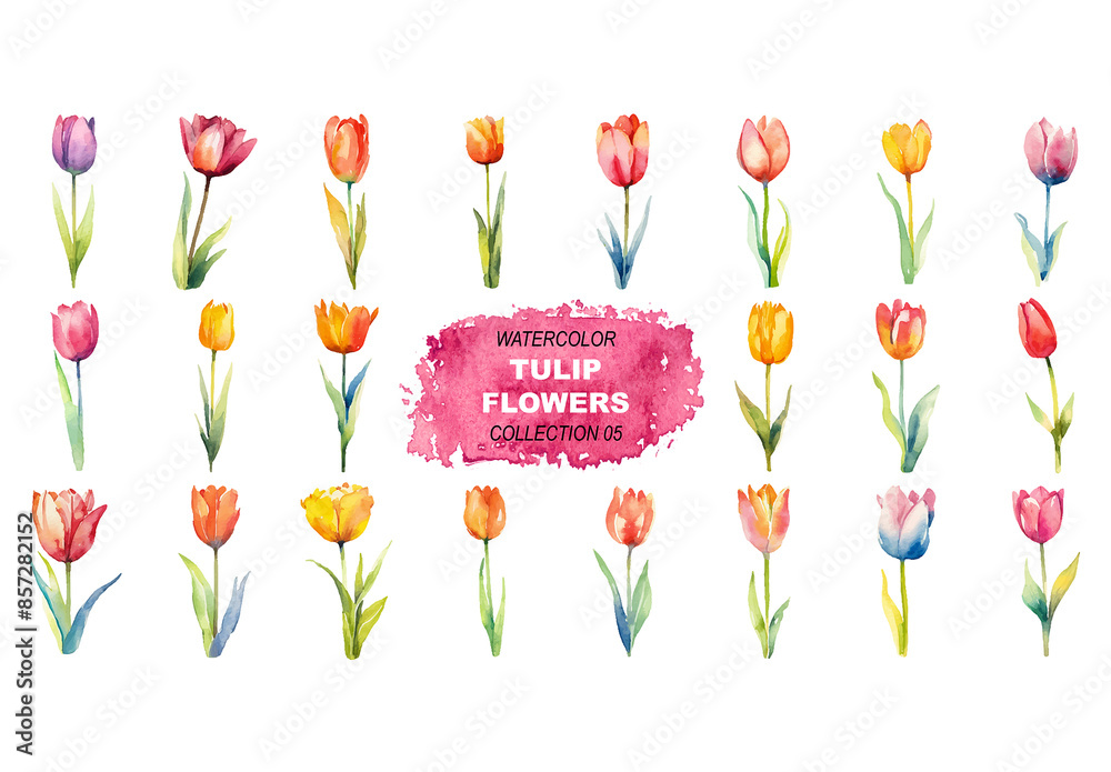 Vector watercolor painted style - tulip flowers clipart isolated on ...