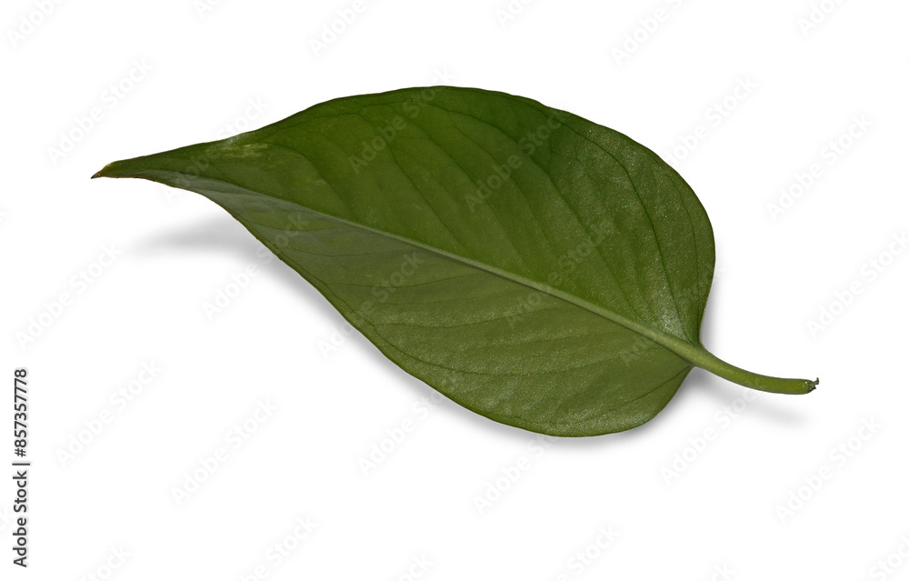 Green Leaf With Delicate Shadow a White Background. Single Leaf of ...