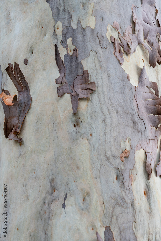 Trunk and bark，Corymbia citriodora, lemon-scented gum and other common ...