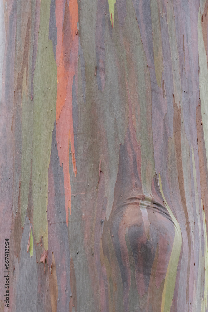 Trunk and bark，Eucalyptus deglupta is a species of tall tree, the ...