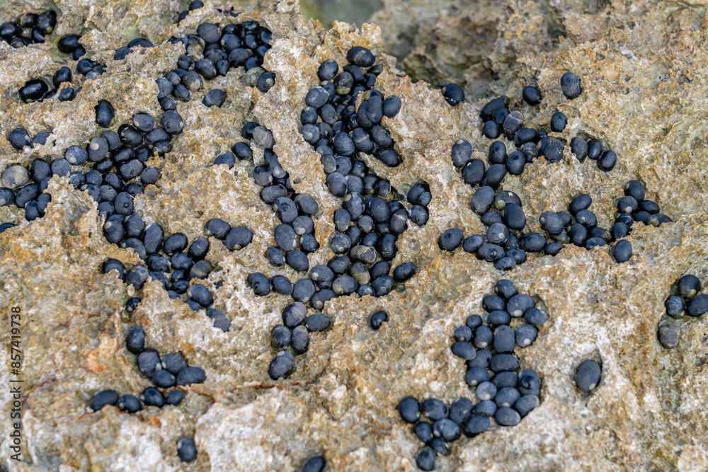 Nerita picea, also called Black Nerite or Pipipi in Hawaiian, is a ...