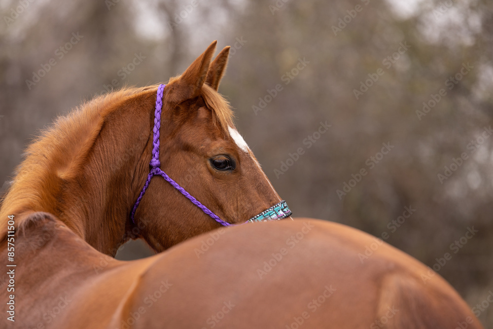 Barrel racing horse equine headshot looking over back with purple ...