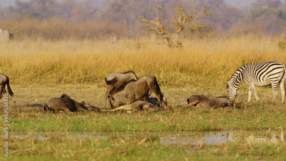 A herd of Blue wildebeest and Zebras stretching body and playing in mud ...