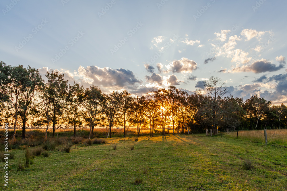 Trees along fence line on farm at sunset in green paddock Stock Photo ...