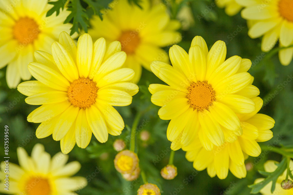 Beautiful yellow garden marguerite blossoms (argyranthemum frutescens ...