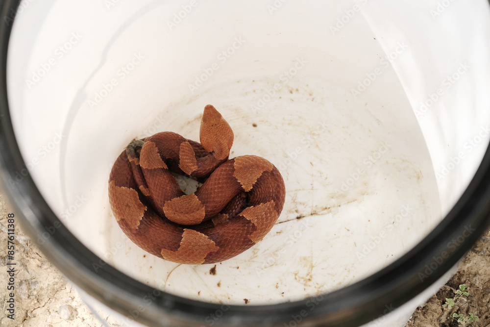 Venomous copperhead snake caught in bucket. Stock Photo | Adobe Stock