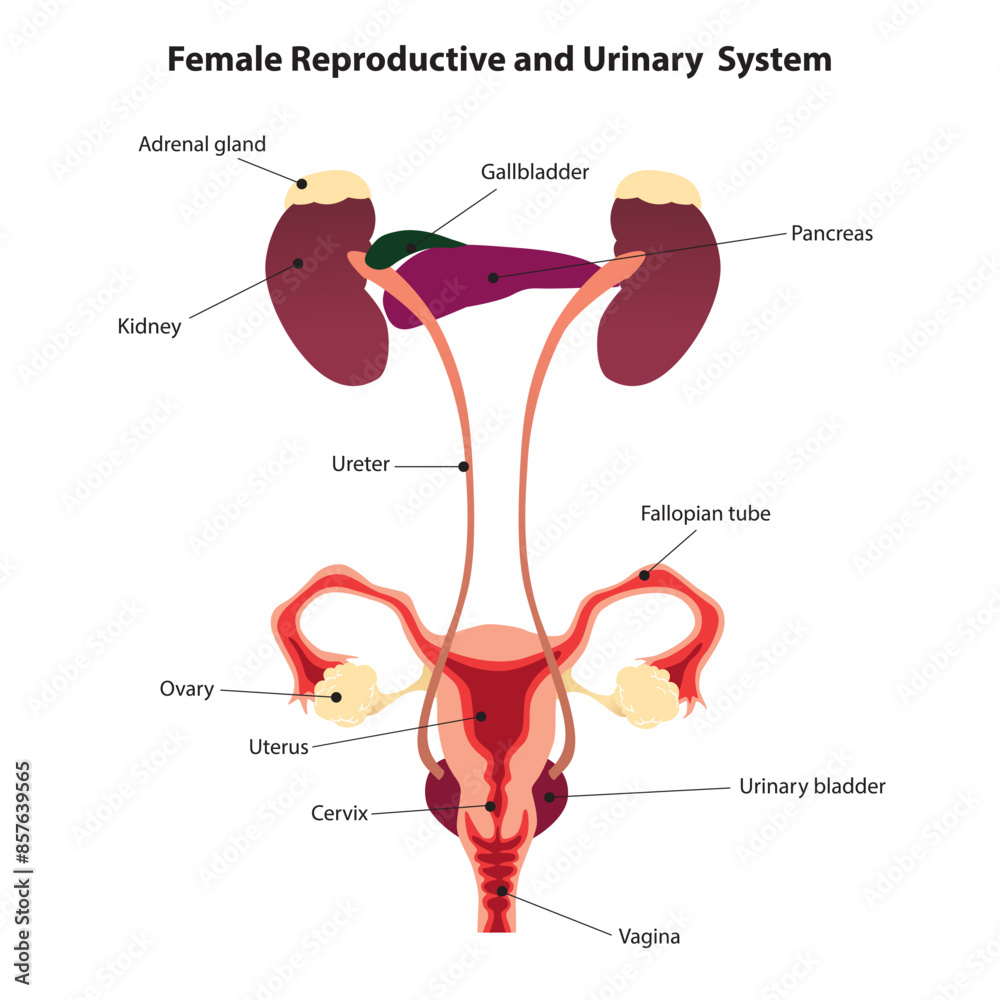Human female reproductive and urinary system diagram Stock Vector | Adobe Stock