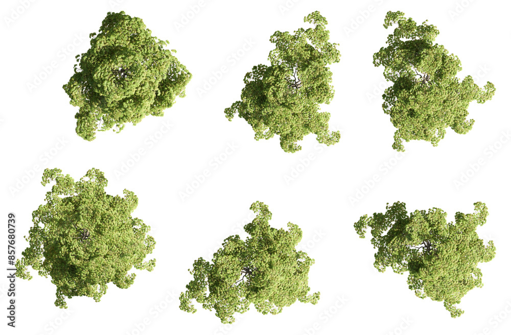 Set of trees rendered from the top view, 3D illustration, for digital ...