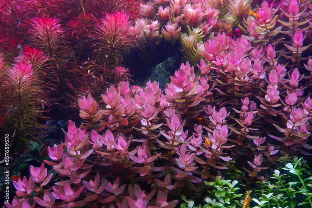 Bacopa colorata the pink color aquatic plants for Dutch inspired ...