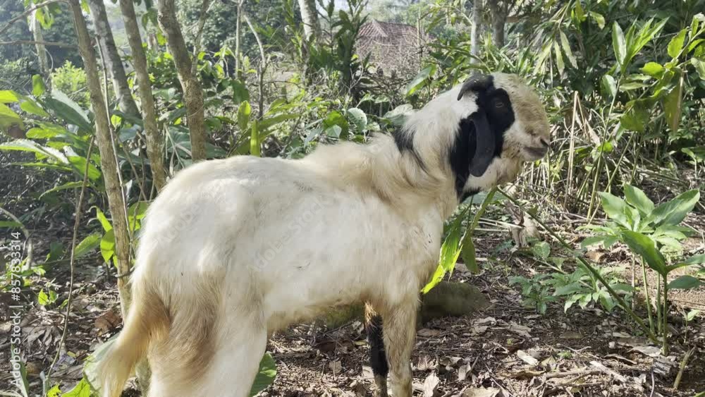 Footage of a white goat in the forest. it's Indonesian sheep called ...