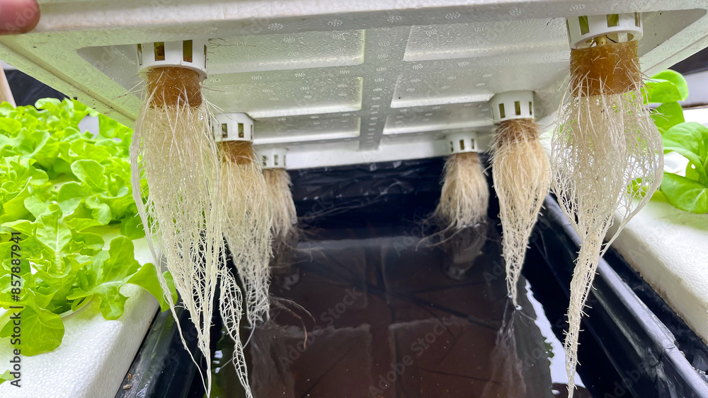 Hydroponic vegetable roots grow out of the sponge in the planting cup ...