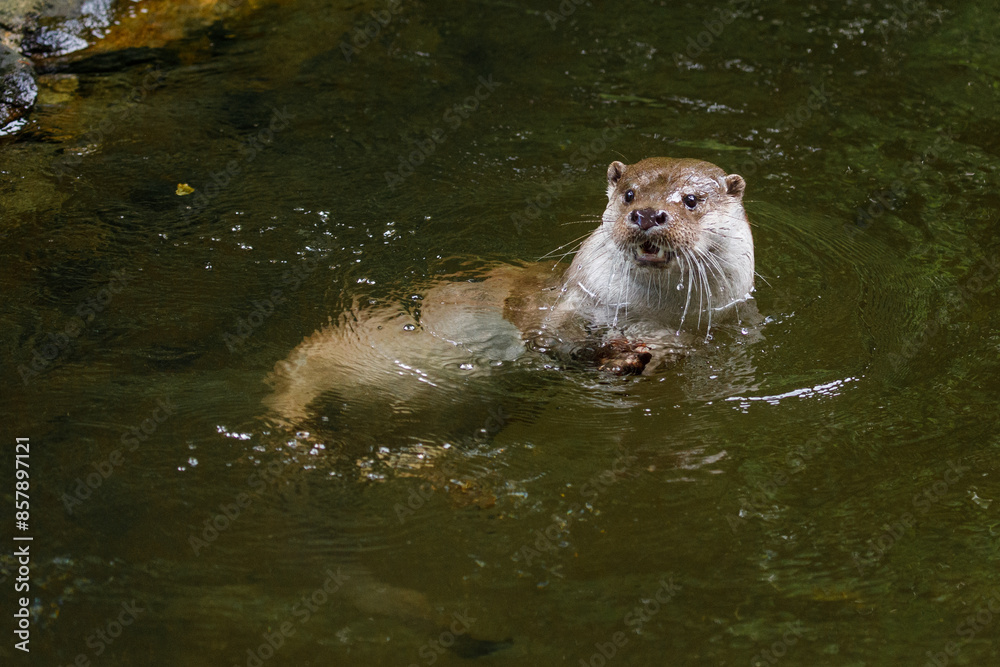 European river otter, Lutra lutra, swimming and hunting in clear water ...