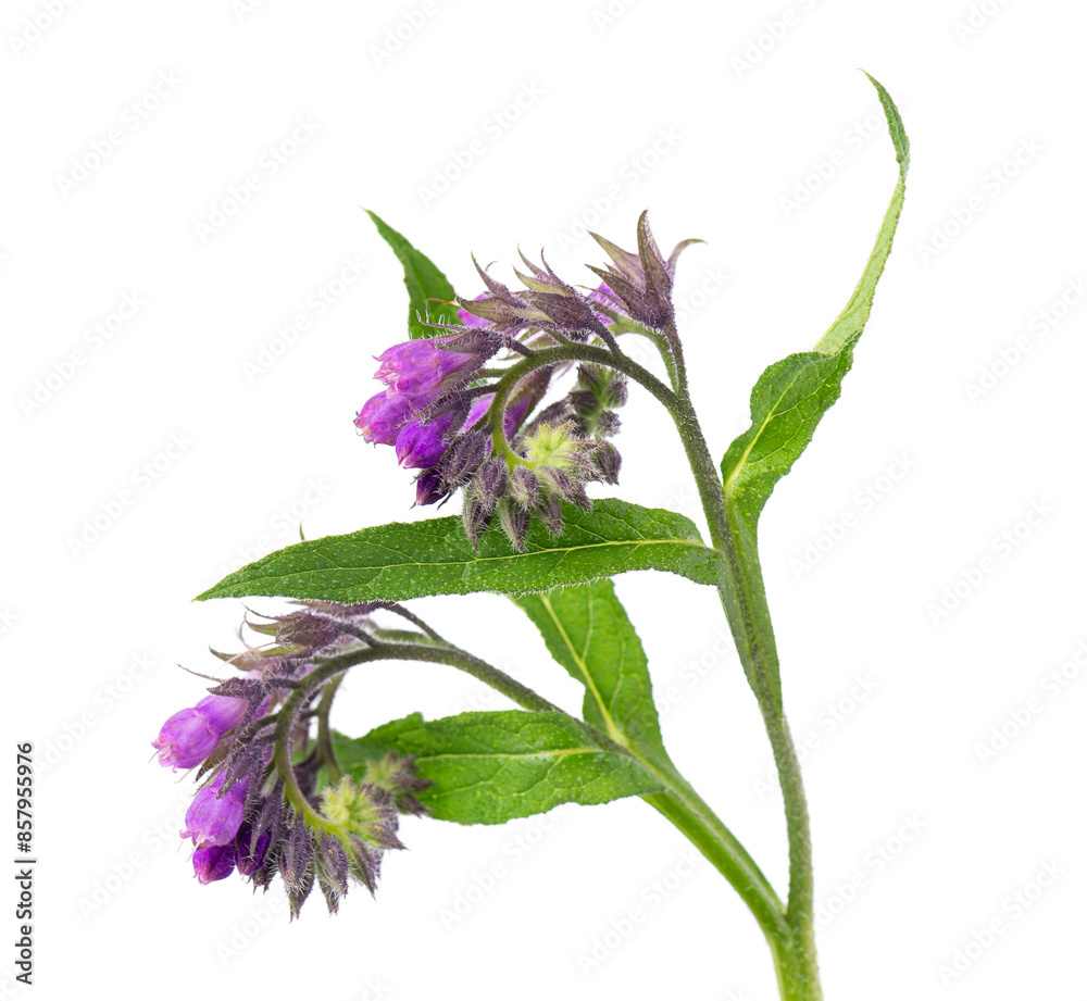 Comfrey flowers isolated on white background. Symphytum officinale ...