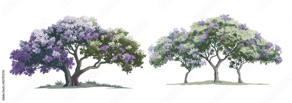 Lignum vitae illustration, purple flower of a tree, botanical artwork ...