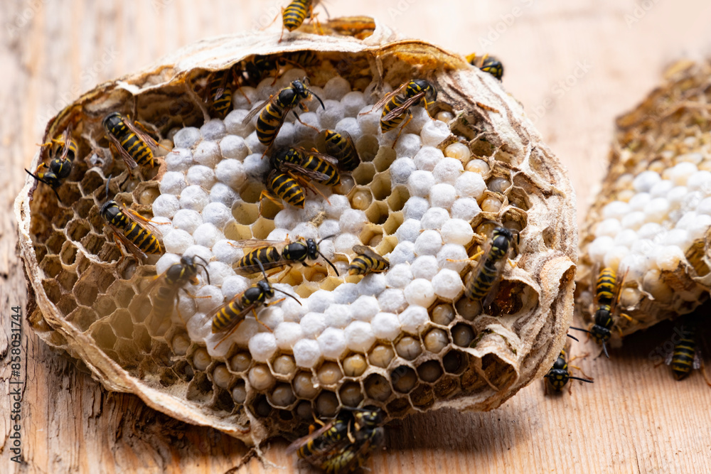 Vespula vulgaris Wasp swarming in honeycomb, honeycombs showing insect ...