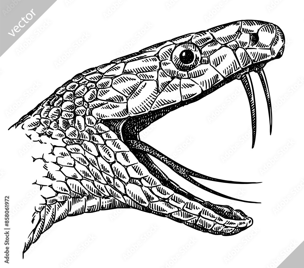 Vintage engraving isolated snake set illustration serpent ink sketch ...