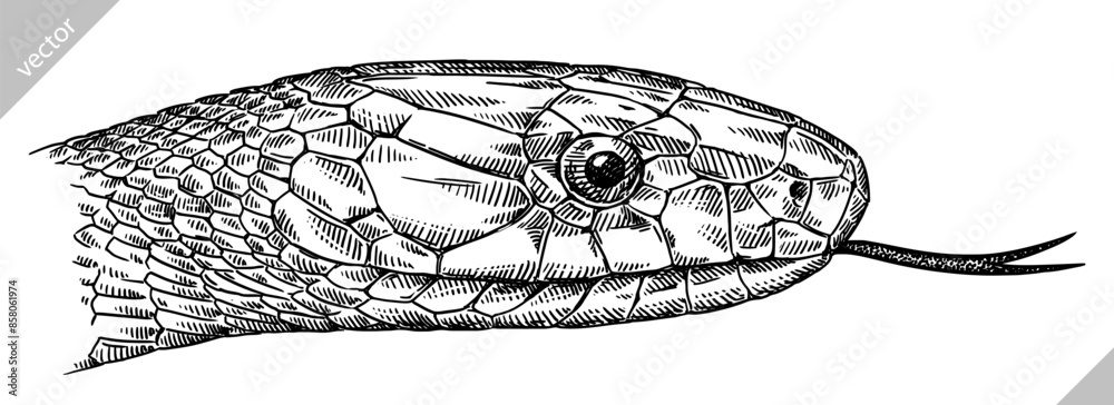 Vintage engraving isolated snake set illustration serpent ink sketch ...