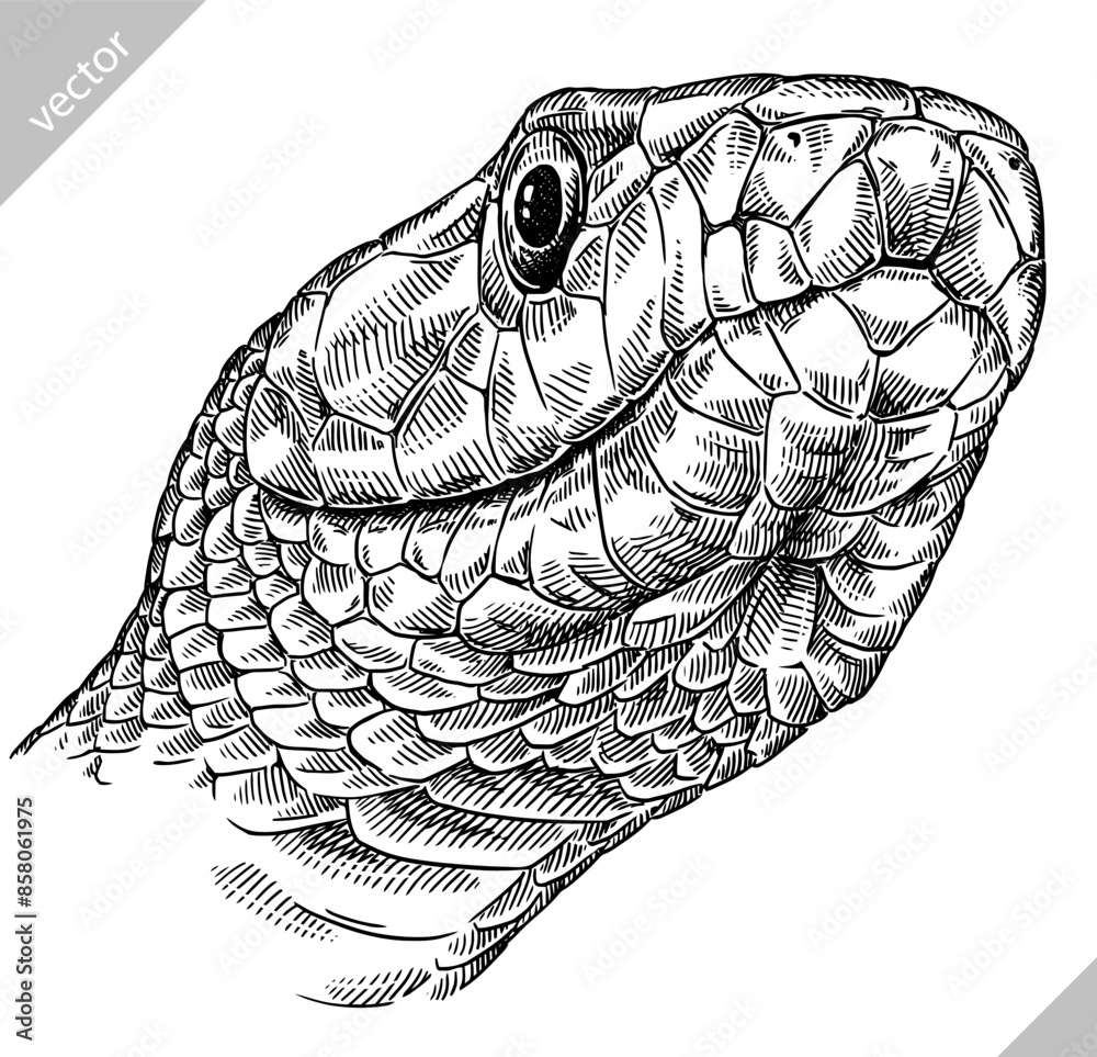 Vintage engraving isolated snake set illustration serpent ink sketch ...