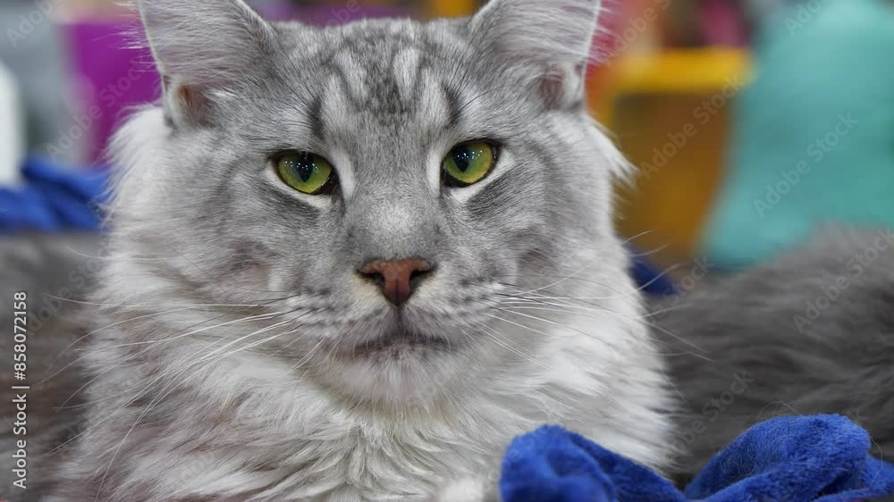 Maine Coon - large domesticated cat breed, one of oldest natural breeds ...