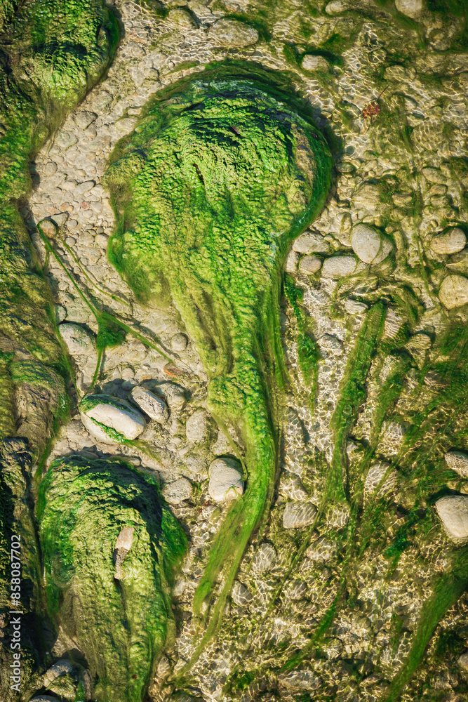 proliferation of green algae in a mountain river highlights ...