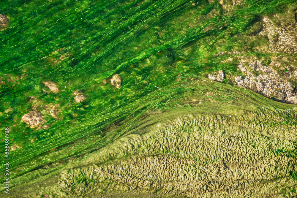 Green algae in a mountain river emphasize environmental concerns ...