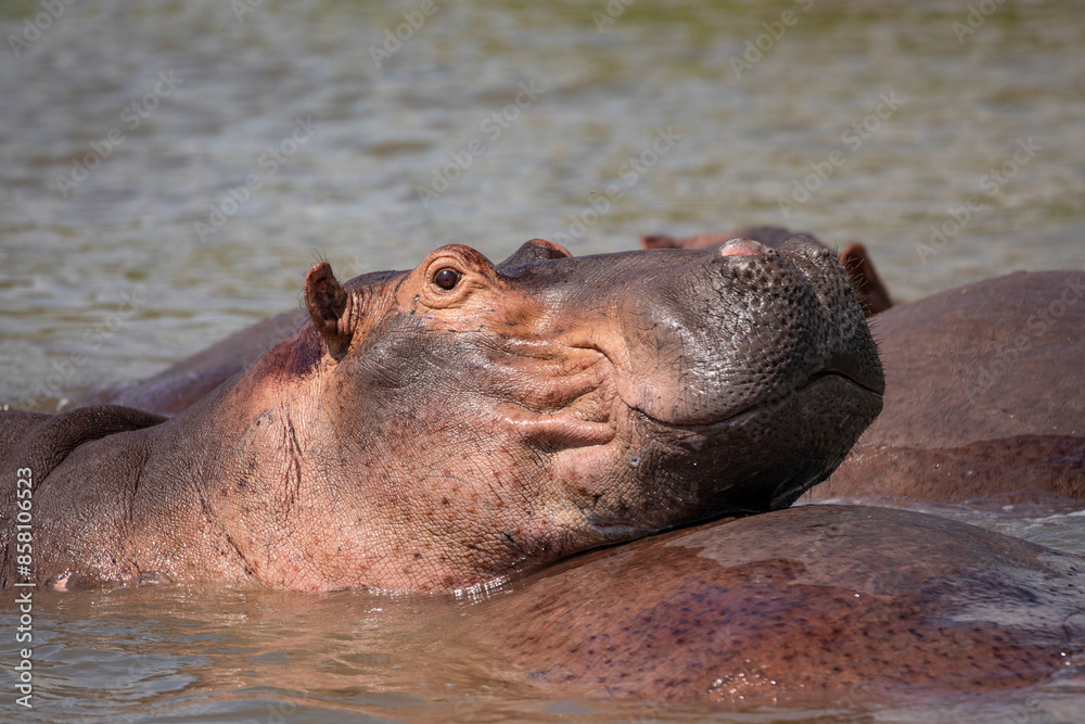Hippopotamus (Hippopotamus amphibius) wallowing in river, resting head ...