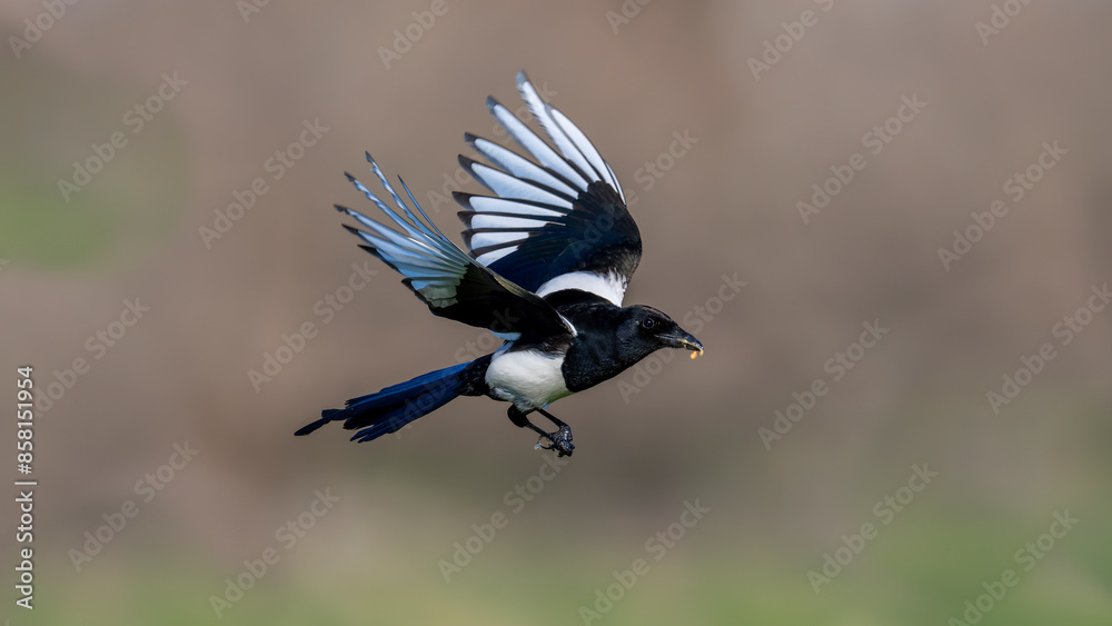 Magpie is a genus that includes long-tailed bird species from the ...