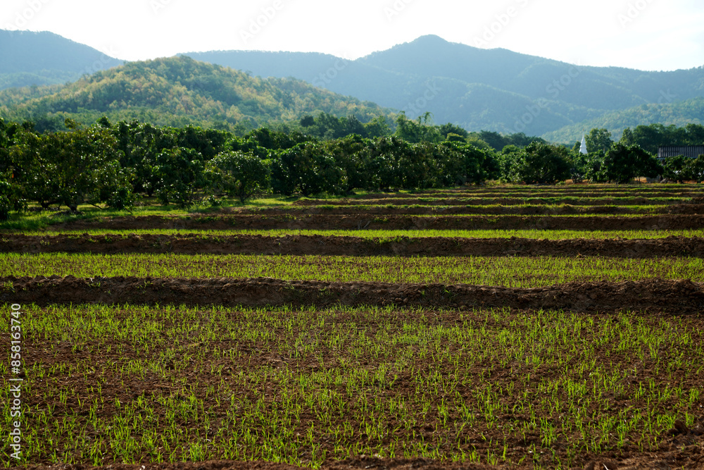 Scenery of rice seedlings, Thailand rice farm start planting the rice ...