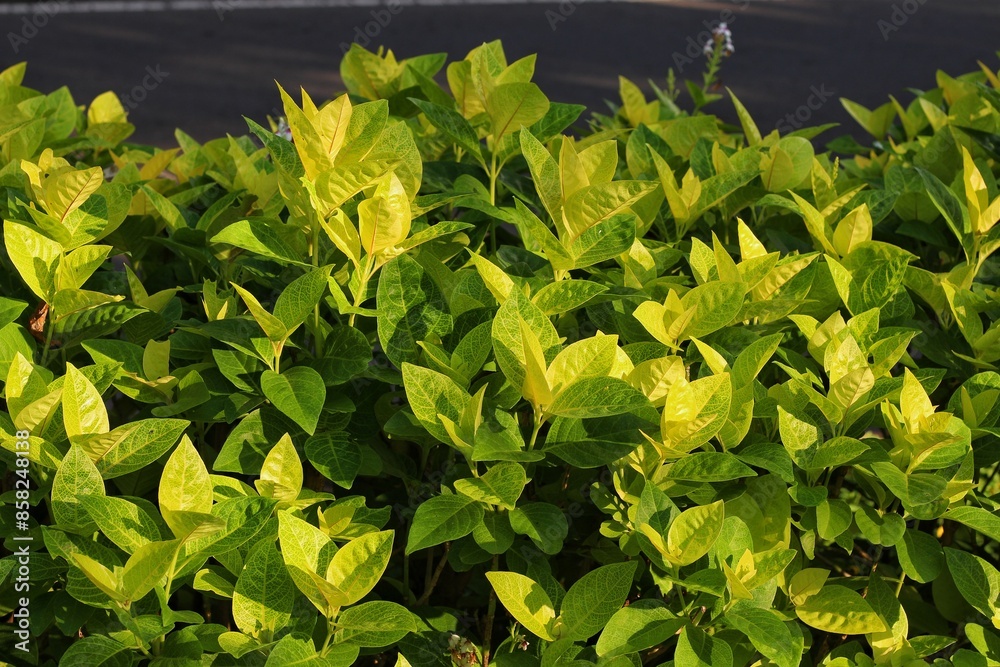 Japanese jasmine flowers that look beautiful during the day. This ...