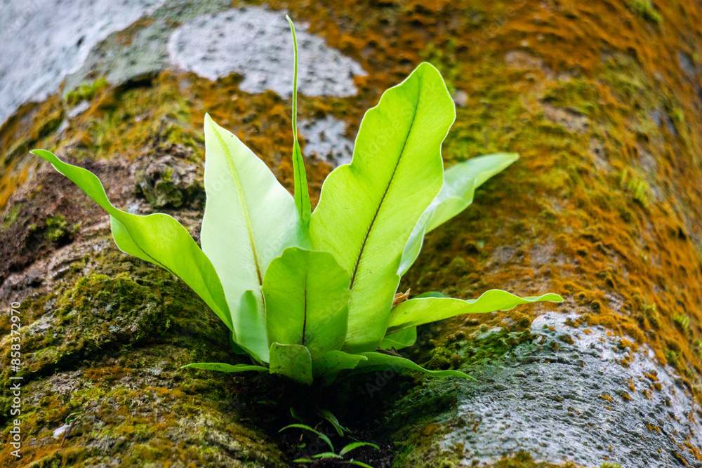 Foto de Asplenium nidus (nest fern, bird's-nest fern). Asplenium nidus ...