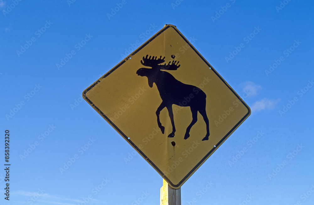 panneau routier, passage d'élan, Elan d'Amerique, Orignal, Alces alces ...